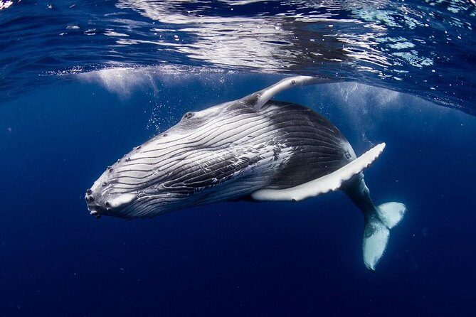 Whale Watching Bora Bora - What Makes This Tour Special?