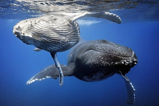 Whale Watching Bora Bora - How the Itinerary Unfolds