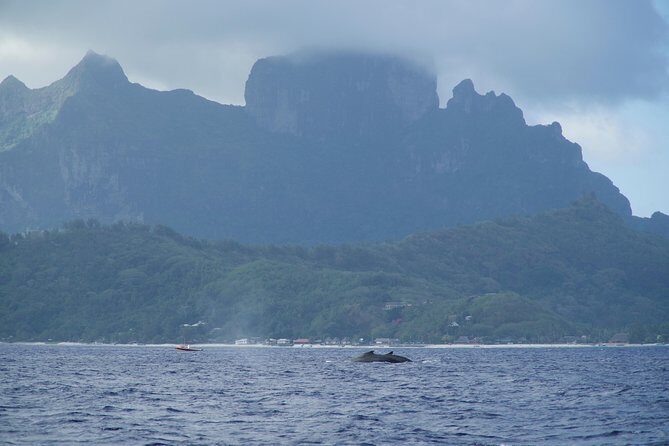 Whale Watching Bora Bora - Comfort, Safety, and Additional Perks