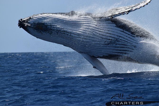 Whale Watching Busselton - Starting Point and Meet-Up Details