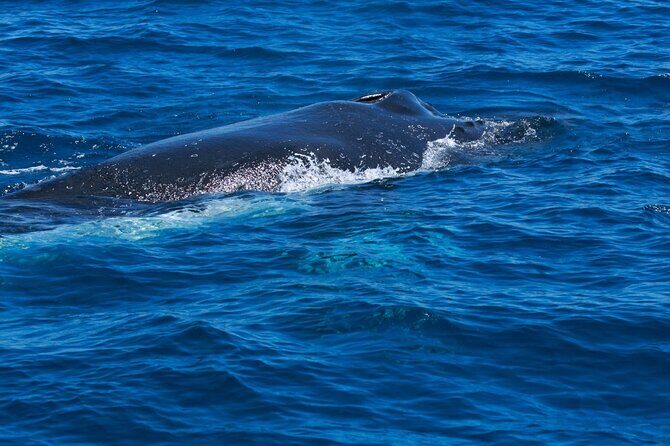 Whale Watching Busselton - The Itinerary: What to Expect