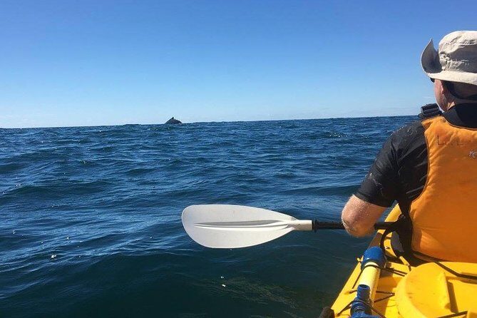 Whale Watching by Sea Kayak in Batemans Bay - An In-Depth Look at the Batemans Bay Kayak Whale Watching Tour