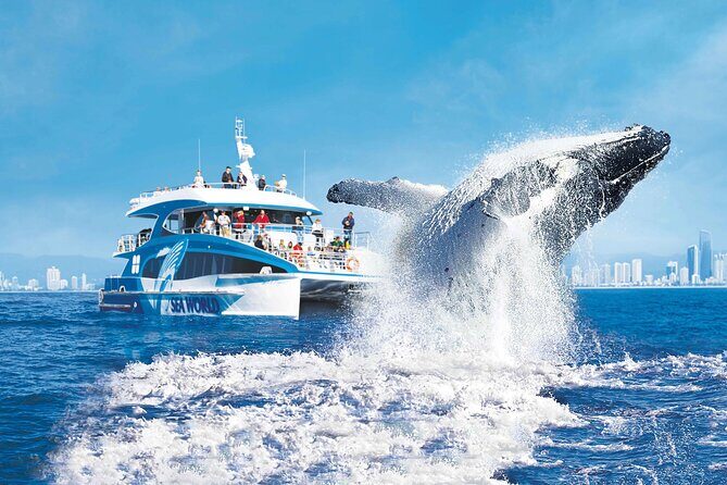 Whale Watching by Sea World Cruises - The Itinerary and What to Expect
