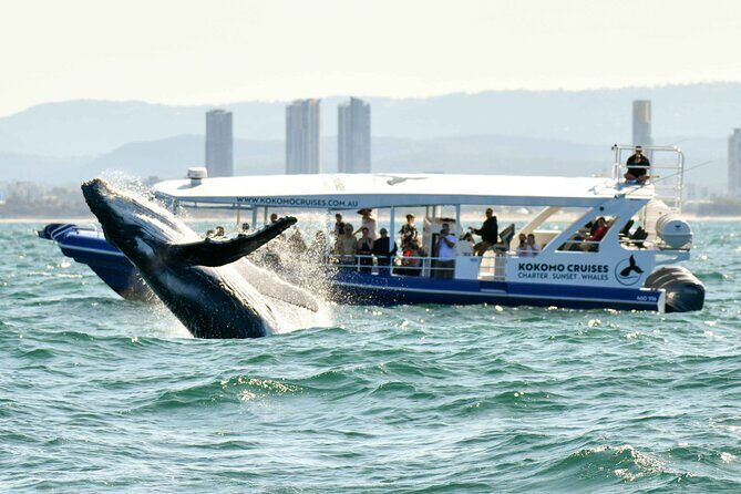 Whale Watching by Sea World Cruises - The Practicalities: Group Size, Duration, and Pricing