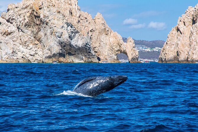Whale Watching by Zodiac in Cabo San Lucas with Photos Included - Why Choose This Whale Watching Tour in Cabo?