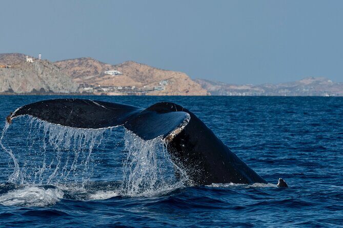 Whale Watching by Zodiac in Cabo San Lucas with Photos Included - Practical Aspects: Price, Duration, and Booking