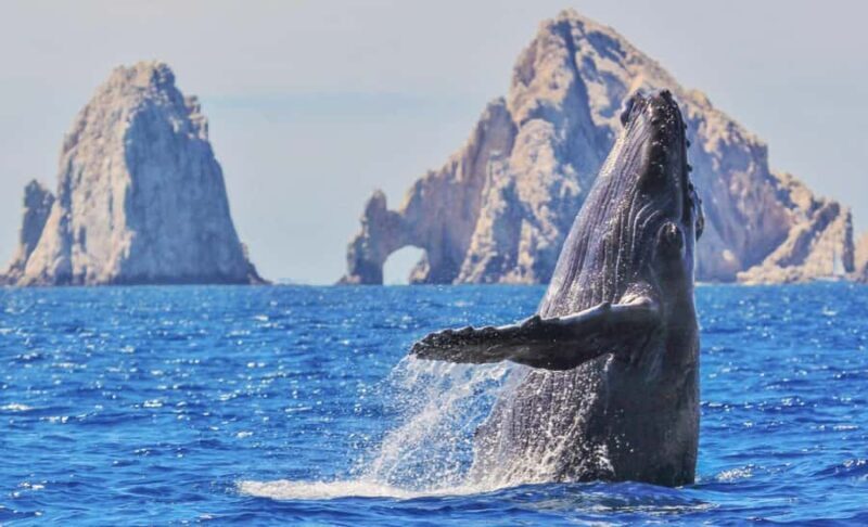 Whale Watching, Cabo San Lucas Arch, and a Trip to Playa del Amor - Authentic Wildlife and Scenic Encounters