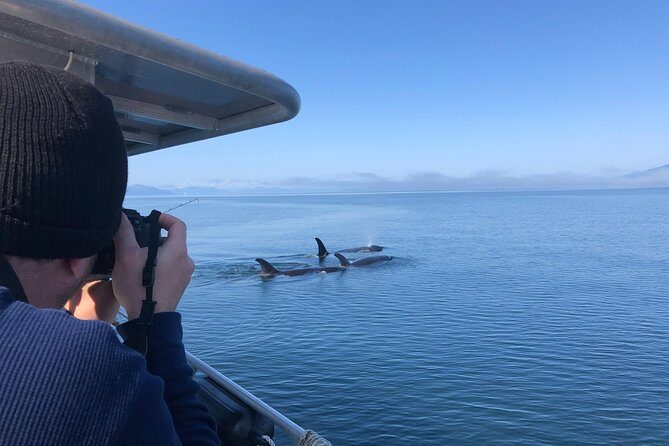 Whale Watching Charters and Bear search through Icy Strat Alaska - The Logistics: Timing, Bookings, and What to Expect