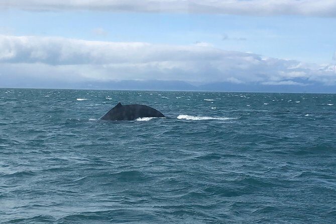 Whale Watching Charters and Bear search through Icy Strat Alaska - The Bottom Line