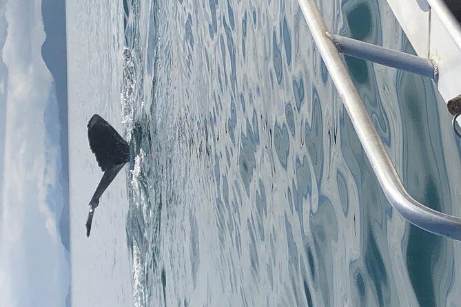 Whale Watching Charters and Bear search through Icy Strat Alaska - FAQs