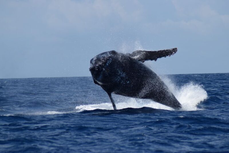 Whale Watching Cruise from Busselton, Augusta or Dunsborough - A Detailed Look at What to Expect
