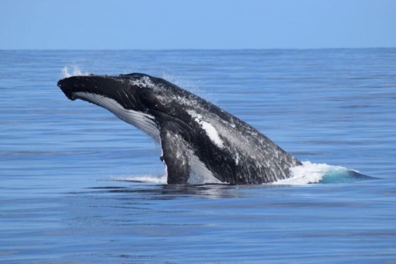 Whale Watching Cruise from Busselton, Augusta or Dunsborough - Final Thoughts: Who Will Love This Tour?