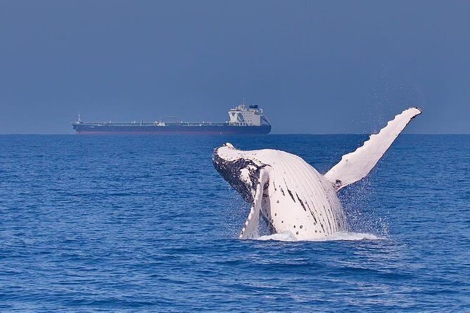 Whale Watching Cruise from Mooloolaba - The Value of the Tour