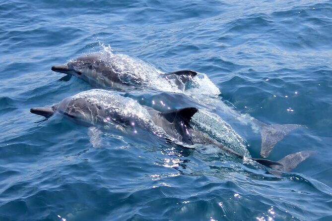 Whale Watching Cruise from Mooloolaba - Authentic Encounters and What Reviewers Say
