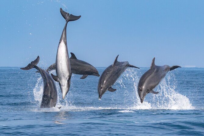 Whale-Watching Cruise from Newport Beach - An Authentic, Family-Friendly Marine Adventure