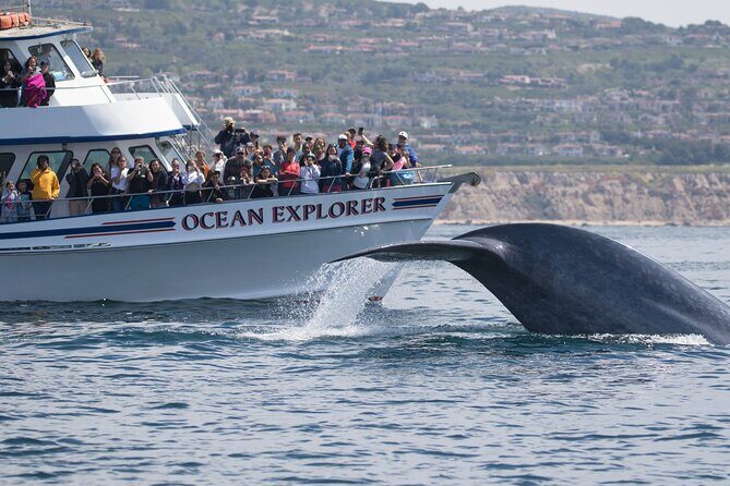 Whale-Watching Cruise from Newport Beach - Value for the Money