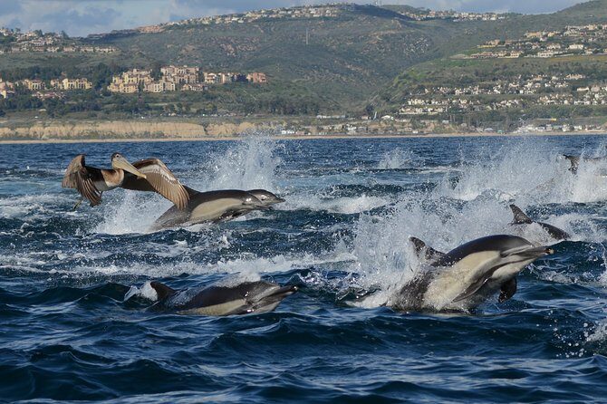 Whale-Watching Cruise from Newport Beach - Accessibility and Practical Tips