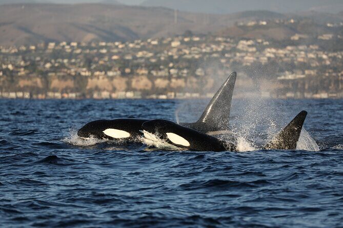 Whale-Watching Cruise from Newport Beach - Who Will Love This Tour?