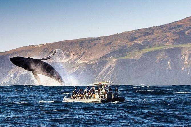 Whale Watching Cruise in Cabos San Lucas and Ground Transportation - Detailed Review of the Cabo Whale Watching Tour