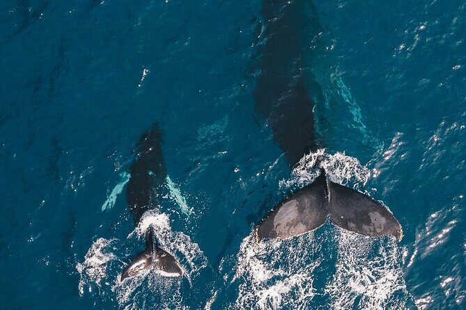 Whale Watching Cruise in Honolulu - The Itinerary and Marine Encounters