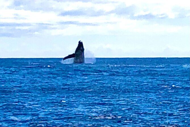 Whale Watching Cruise in Honolulu - Frequently Asked Questions