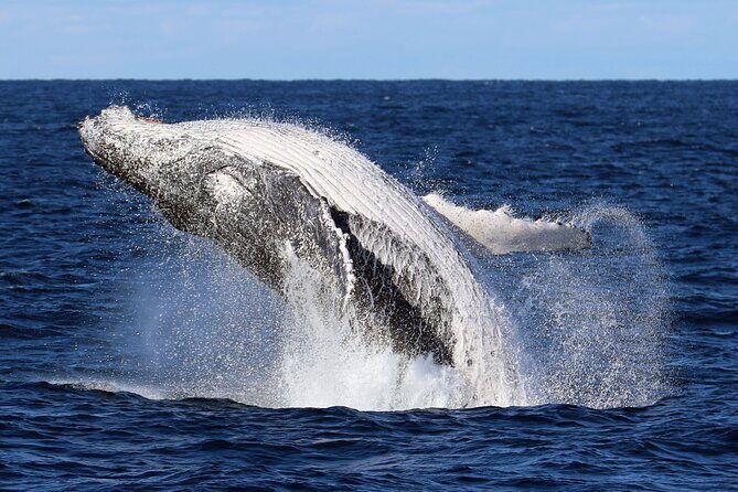 Whale Watching Cruise in New South Wales - A Closer Look at the Whale Watching Cruise in New South Wales