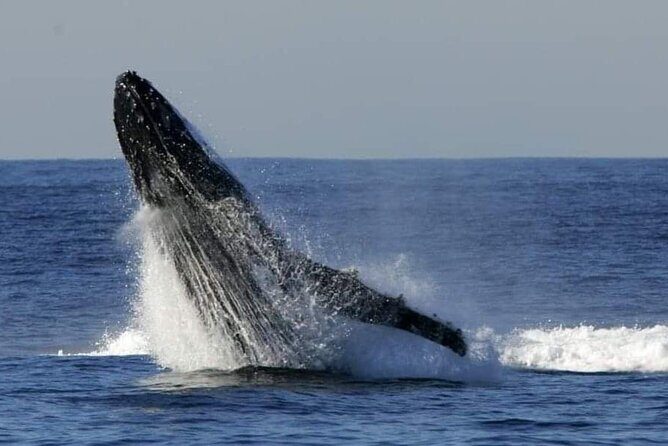 Whale Watching Cruise in New South Wales - Practical Tips for Your Whale Watching Trip