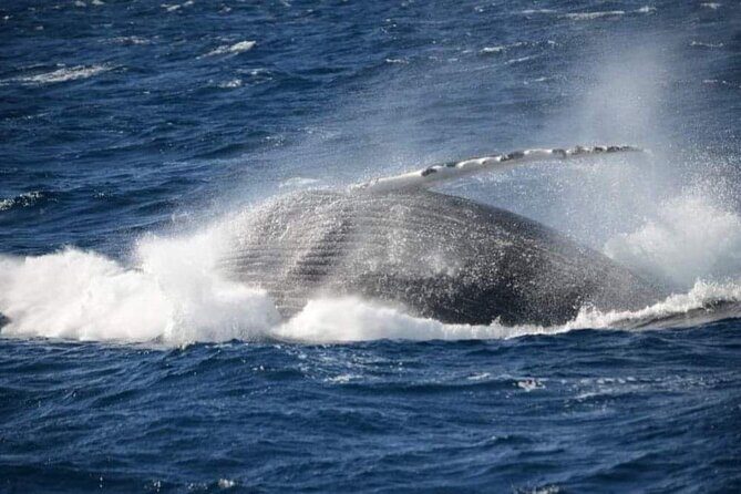 Whale Watching Cruise in New South Wales - Who Should Consider This Tour?