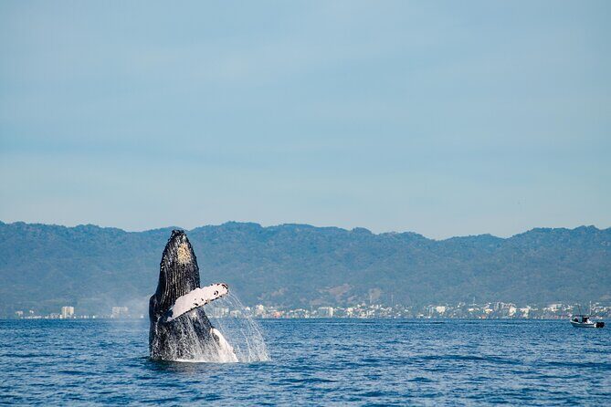 Whale Watching Cruise In Puerto Vallarta & Nuevo Vallarta - An In-Depth Look at the Puerto Vallarta Whale Watching Experience