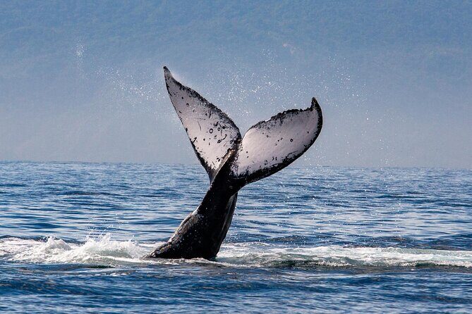 Whale Watching Cruise In Puerto Vallarta & Nuevo Vallarta - The Verdict: Who Will Love This Tour?