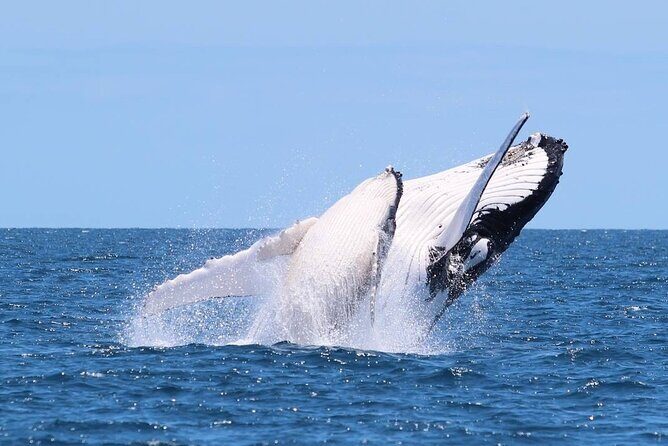Whale Watching Cruise on the Gold Coast - Key Points