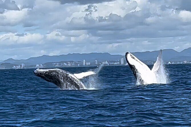 Whale Watching Cruise on the Gold Coast - A Closer Look at the Whale Watching Experience