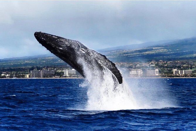 Whale Watching Cruise with Open Bar from Ka'anapali Beach - What to Expect During the Tour
