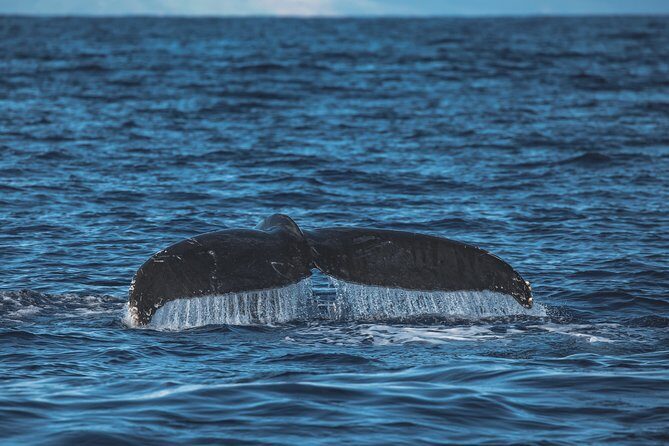 Whale Watching Cruise with Open Bar from Ka'anapali Beach - The Itinerary in Detail