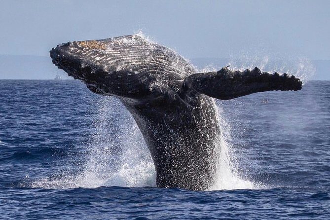 Whale Watching Cruise with Open Bar from Ka'anapali Beach - The Sum Up: Who Will Love This Tour?