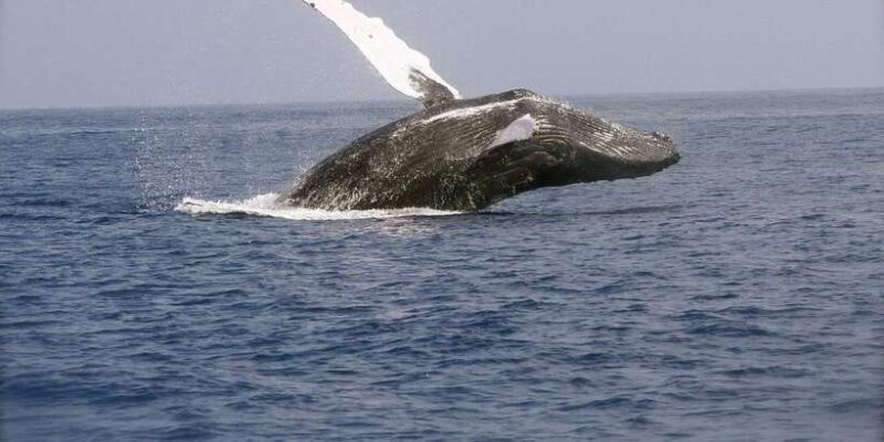 Whale Watching Day Tour to Mirissa - Key Points