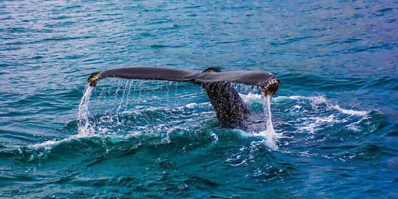 Whale Watching Day Tour to Mirissa - Value and Cost Analysis