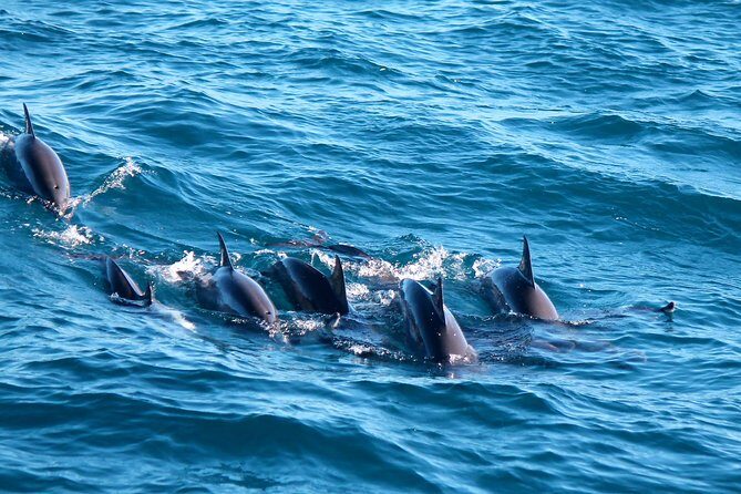 Whale Watching Day Trip to Mirissa From Colombo Or Negombo - Key Points