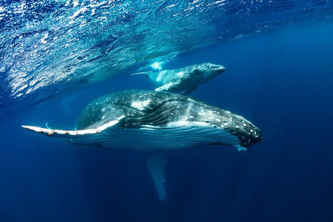 Whale watching DE Humpback West Coast of Tahiti - Humpback Whale Watching on Tahiti’s West Coast: An Authentic Marine Adventure