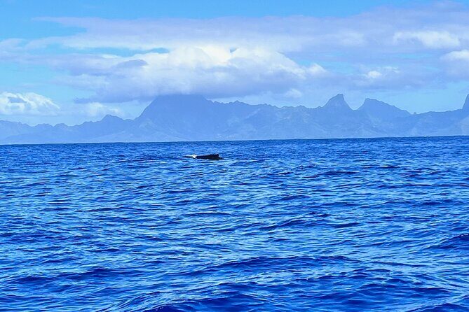 Whale watching DE Humpback West Coast of Tahiti - The Genuine Value of This Experience