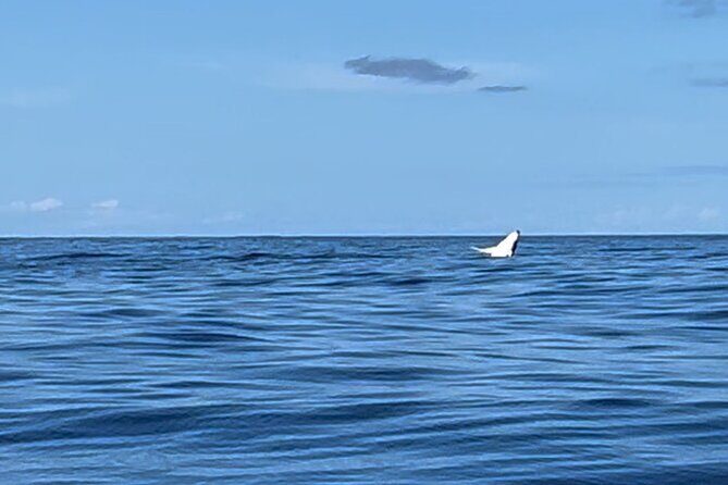 Whale watching DE Humpback West Coast of Tahiti - Why This Tour Works