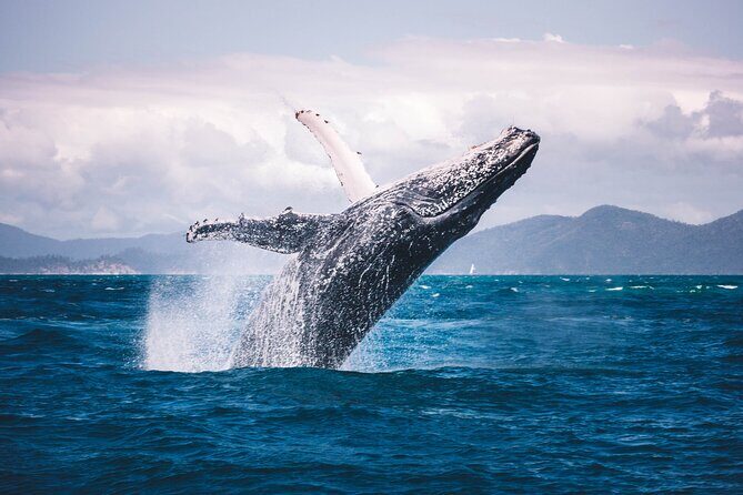 Whale watching DE Humpback West Coast of Tahiti - Final Reflection: Is This Tour Right for You?