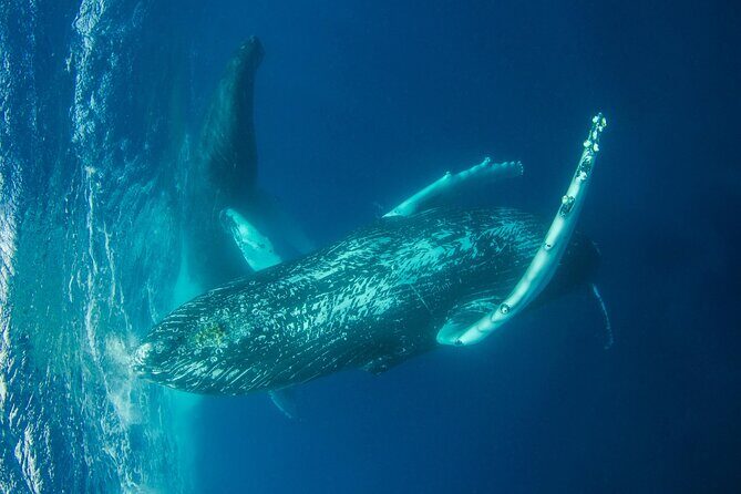 Whale watching DE Humpback West Coast of Tahiti - Frequently Asked Questions