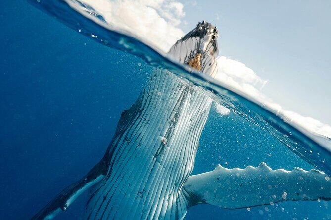 Whale watching DE Humpback West Coast of Tahiti - Final Thoughts