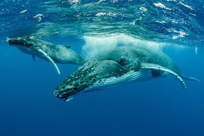 Whale watching DE Tahiti Peninsula - Practical Tips for Travelers