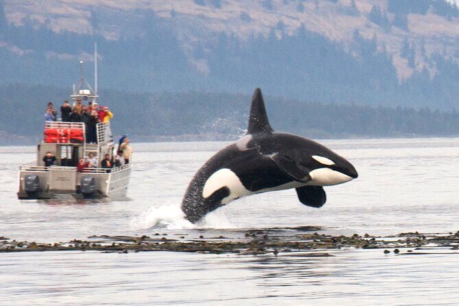 Whale Watching + Deception Pass Tour from Seattle - Lunch and Drive to Anacortes