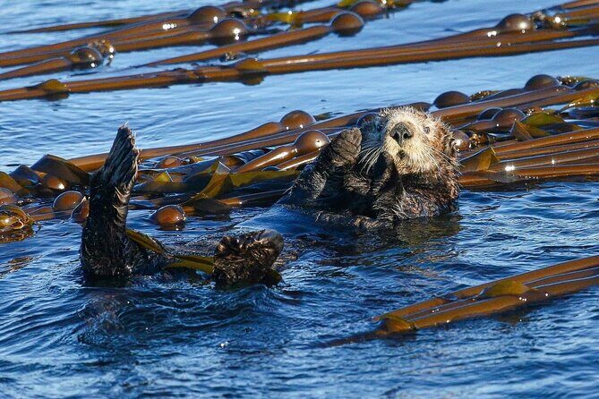 Whale Watching + Deception Pass Tour from Seattle - Whale Watching with Outer Island Excursions