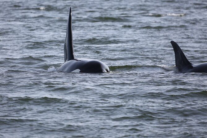 Whale Watching + Deception Pass Tour from Seattle - Authentic Wildlife Encounters