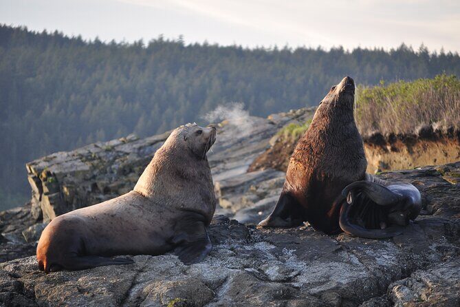 Whale Watching + Deception Pass Tour from Seattle - Return Journey and Final Drop-Off
