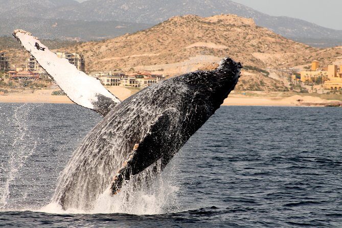 Whale Watching Dinner Cruise in Cabo San Lucas - Suitability and Who Should Consider This Tour